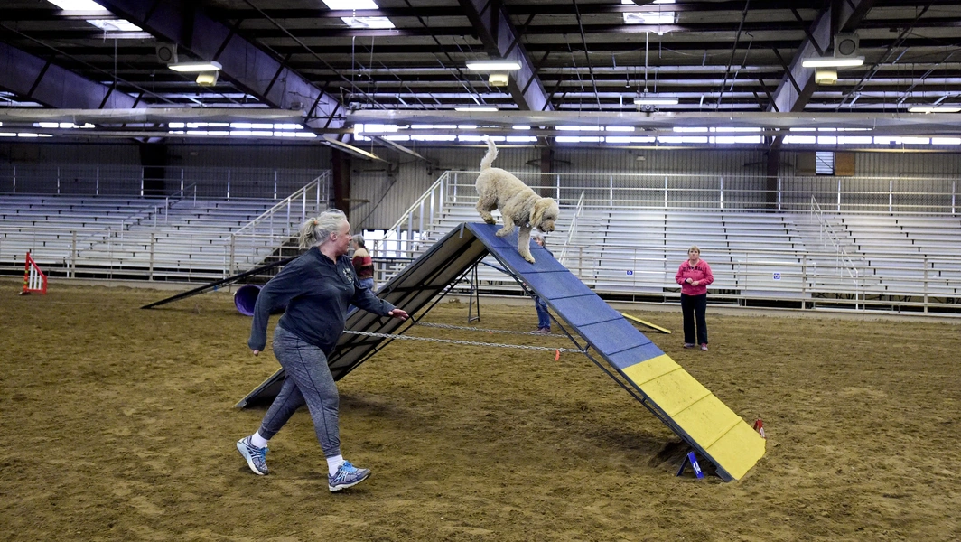 Turning your dog into an agility star