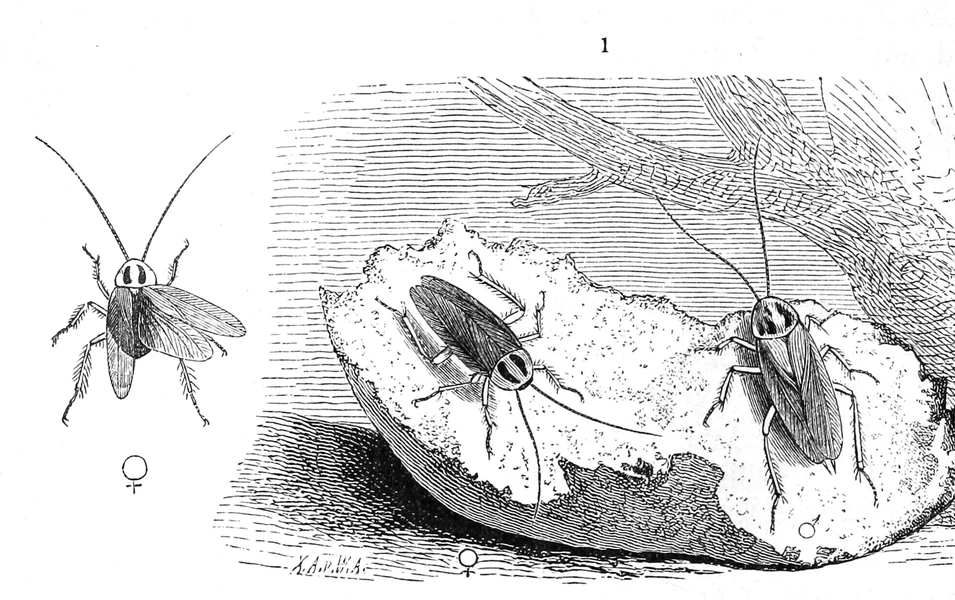 Urban heat drives rapid evolution in resilient city insects