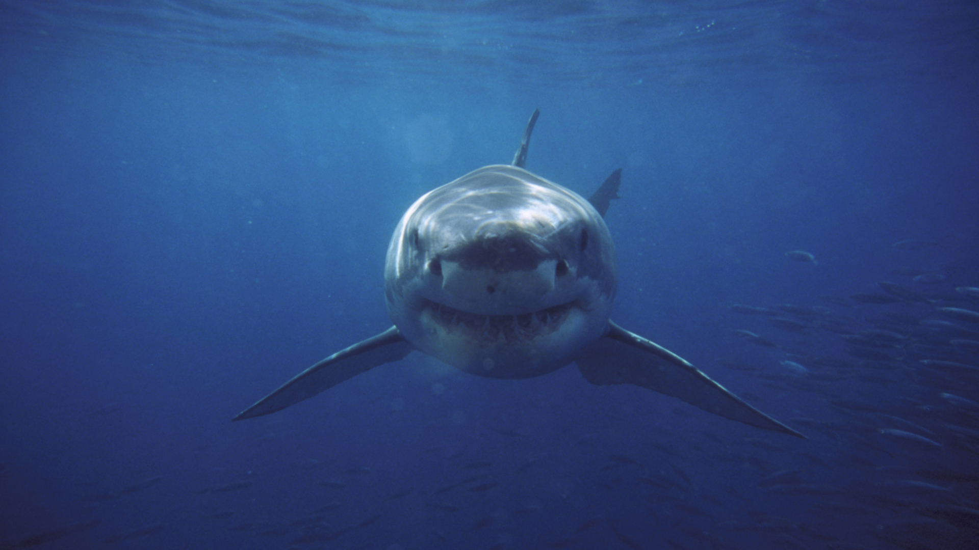 Sydney shark attack sparks renewed demands for culling