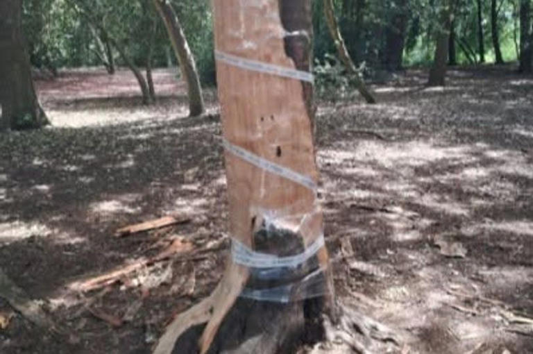 Lincoln Park owner explains reason why trees have been wrapped in cling ...