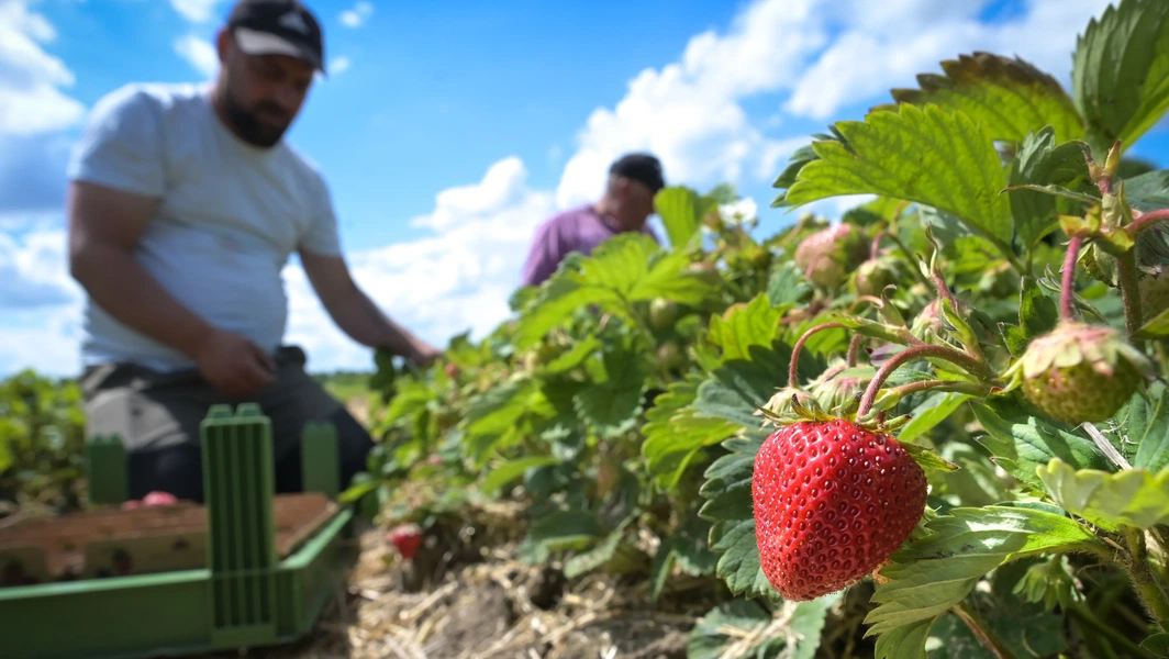 Strawberry growing tips for sweeter harvests
