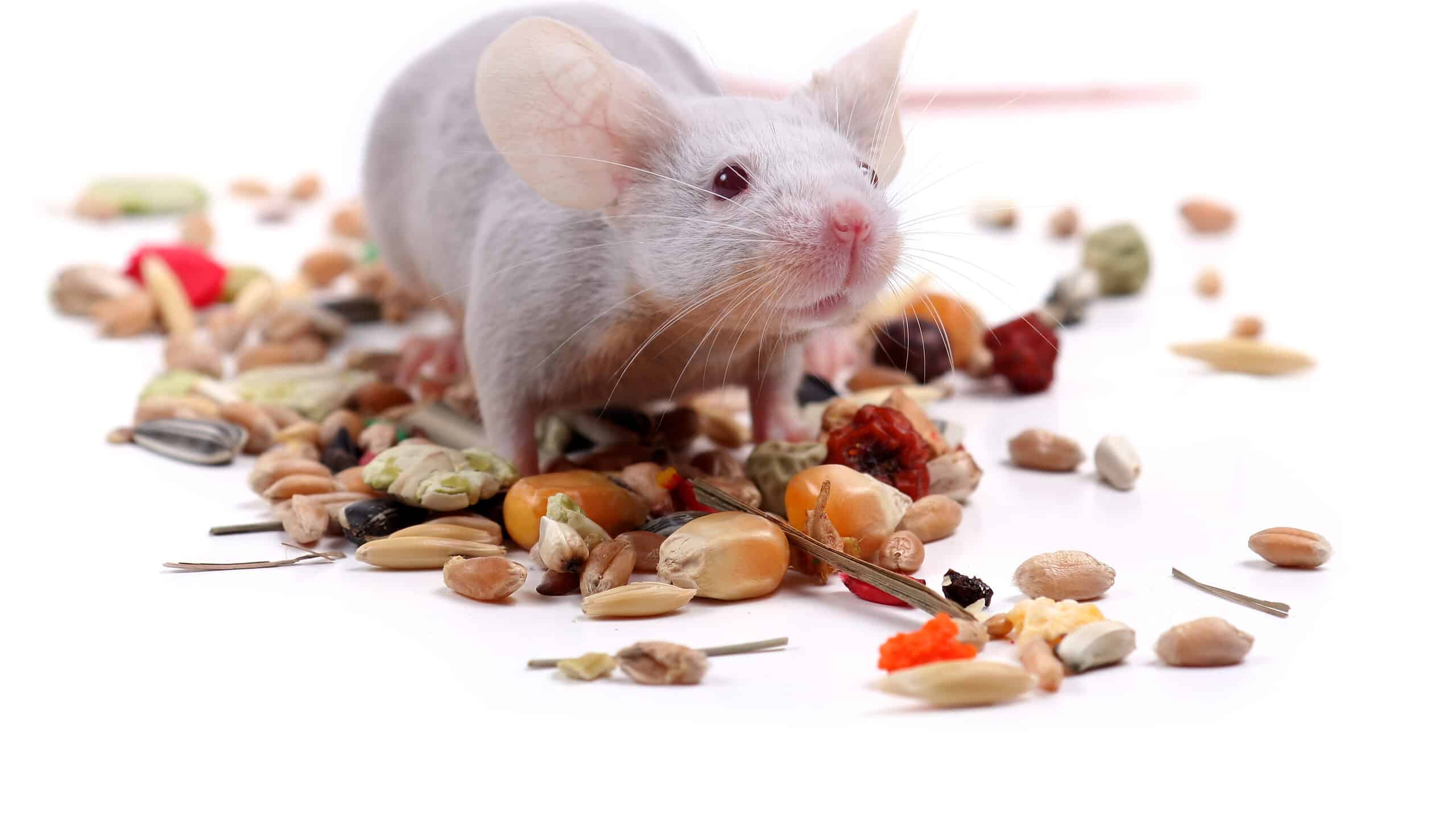 Hate mice? These smells may be attracting them