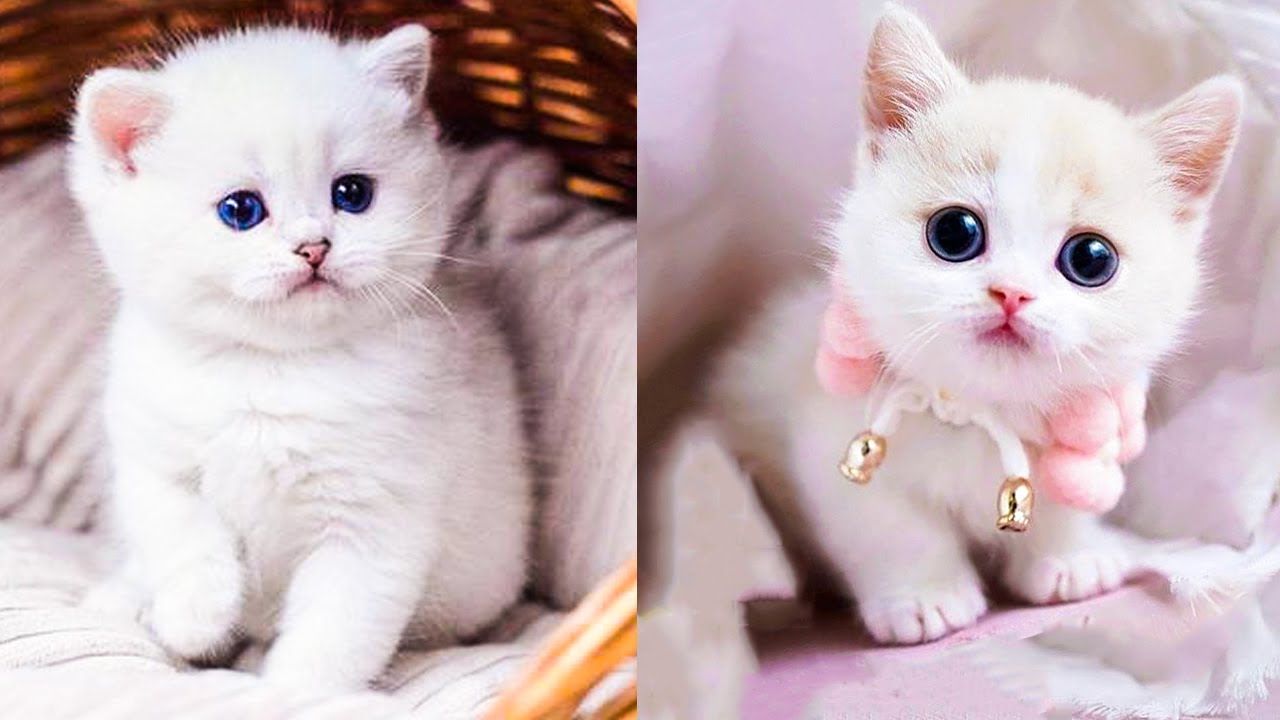 Sweetest white kittens ever seen today