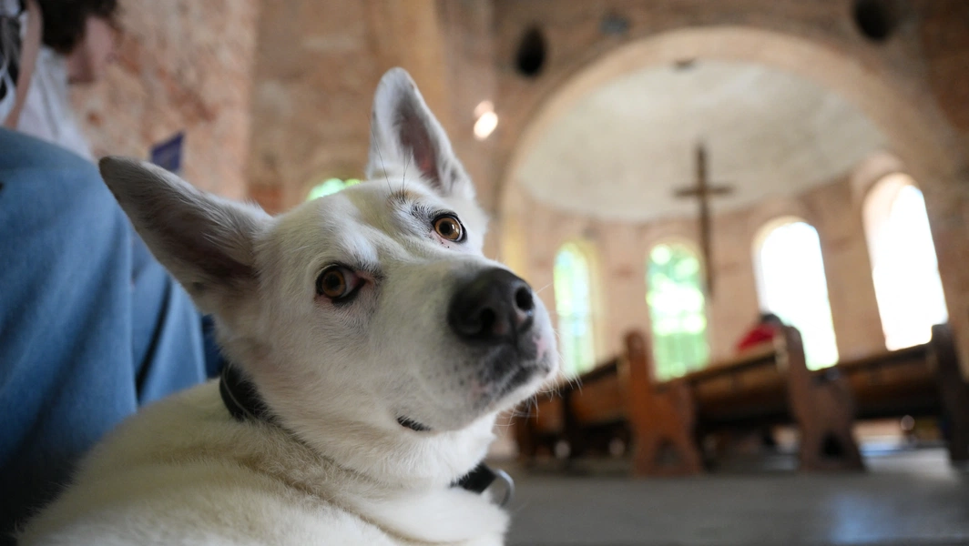 Exploring the spiritual and emotional lives of dogs