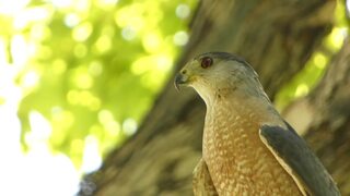 Person spots Cooper's hawk on tree