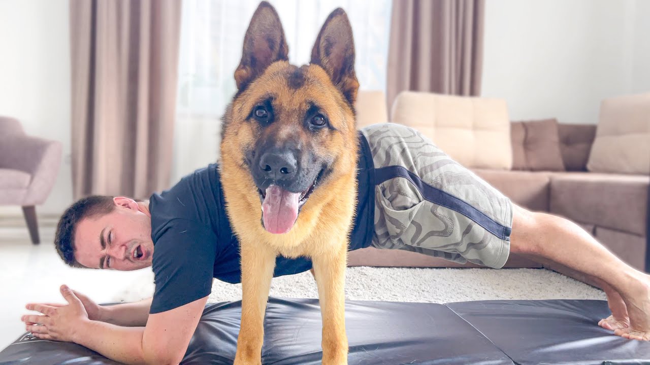Hoe een workout eruitziet met een Duitse herder