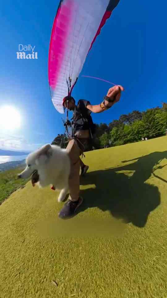 Samoyed enjoys adventure-filled day in the air