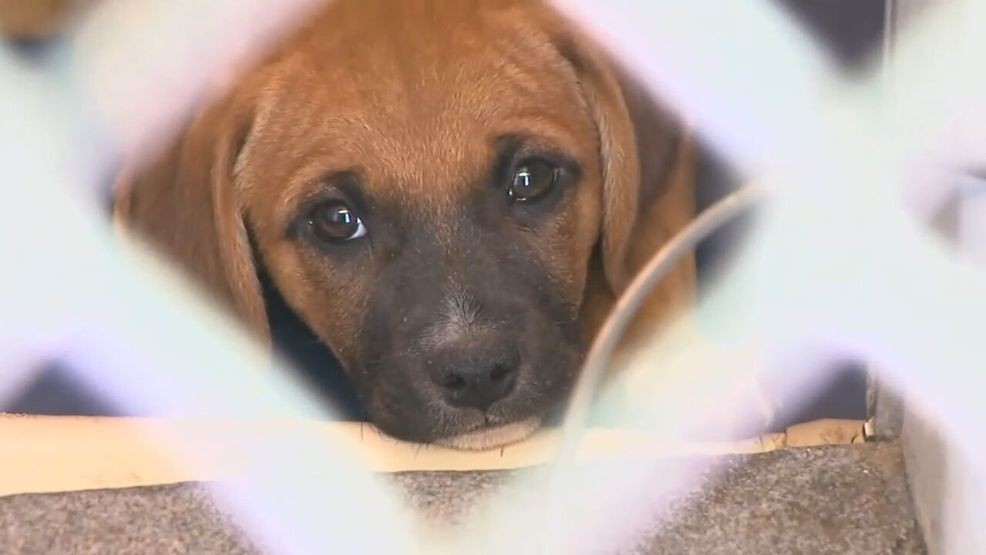 Poll: Have you ever fostered a shelter animal before?