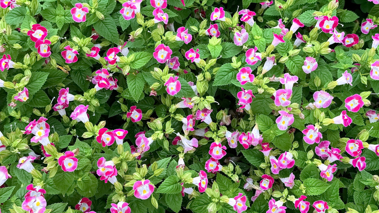 How to grow and care for beautiful wishbone flowers