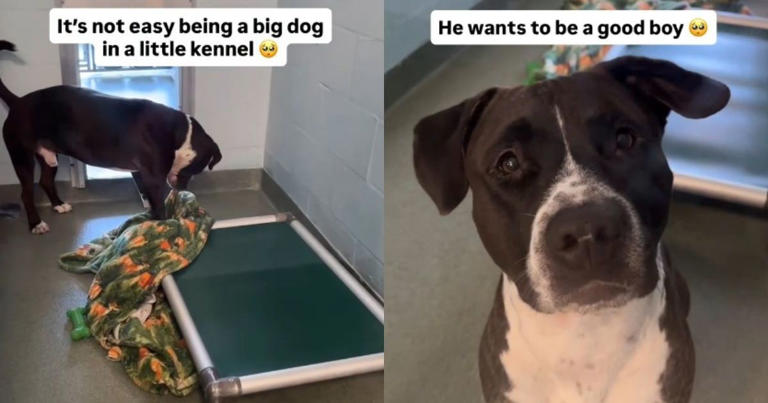 Big shelter pup struggles in a small kennel, but still finds comfort in ...