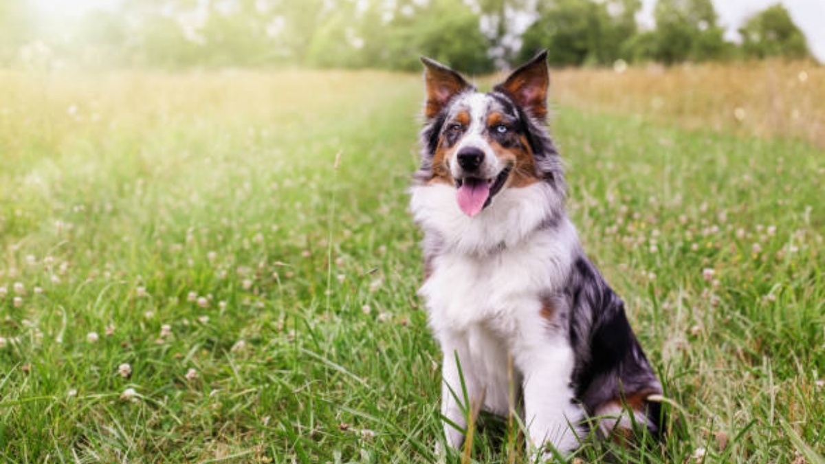 What Disney character is your dog breed? These personality matches are ...