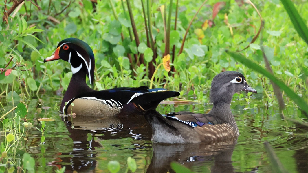 Bring wood ducks home with smart nesting box tips