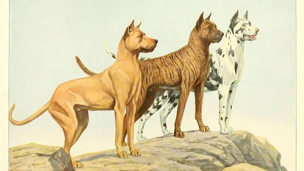 Living big with your gentle giant Great Dane
