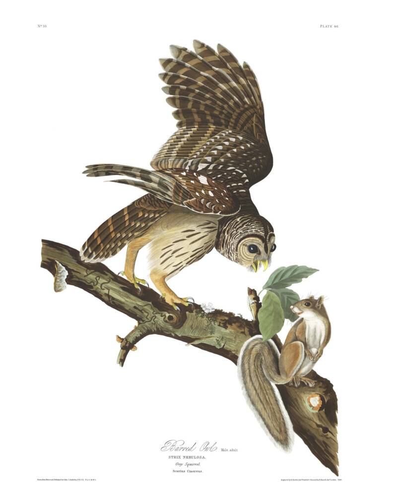 33 breathtaking illustrations of America’s birds by John James Audubon