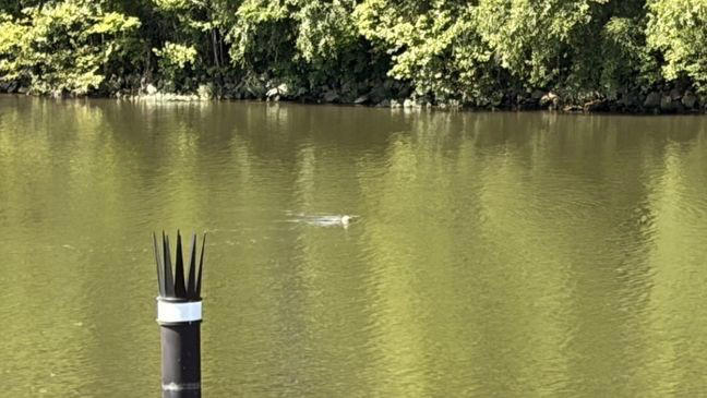 Suspect jumps into Kanawha River while being pursued by police in ...
