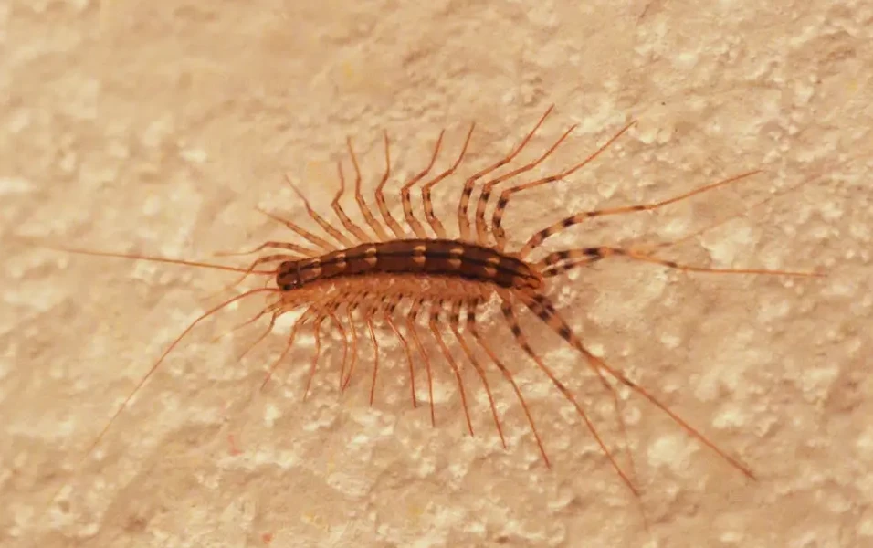Centipede secrets every homeowner should know