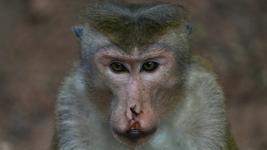 Key differences between Old and New World monkeys