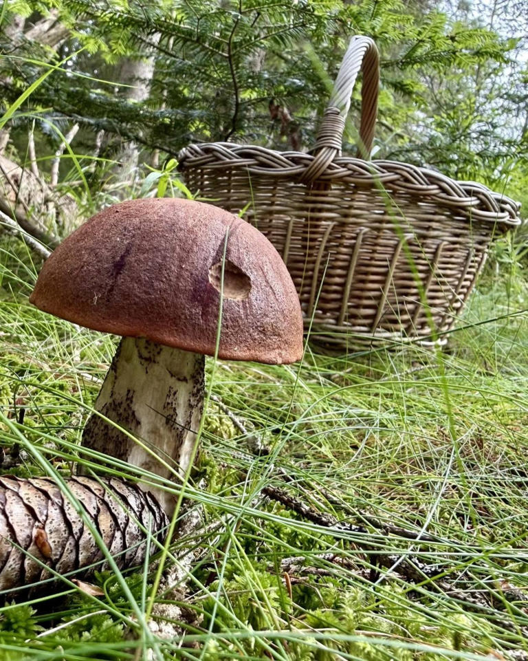 Lidé už nosí z lesa první úlovky, vedou hlavně křemenáče a hřiby
