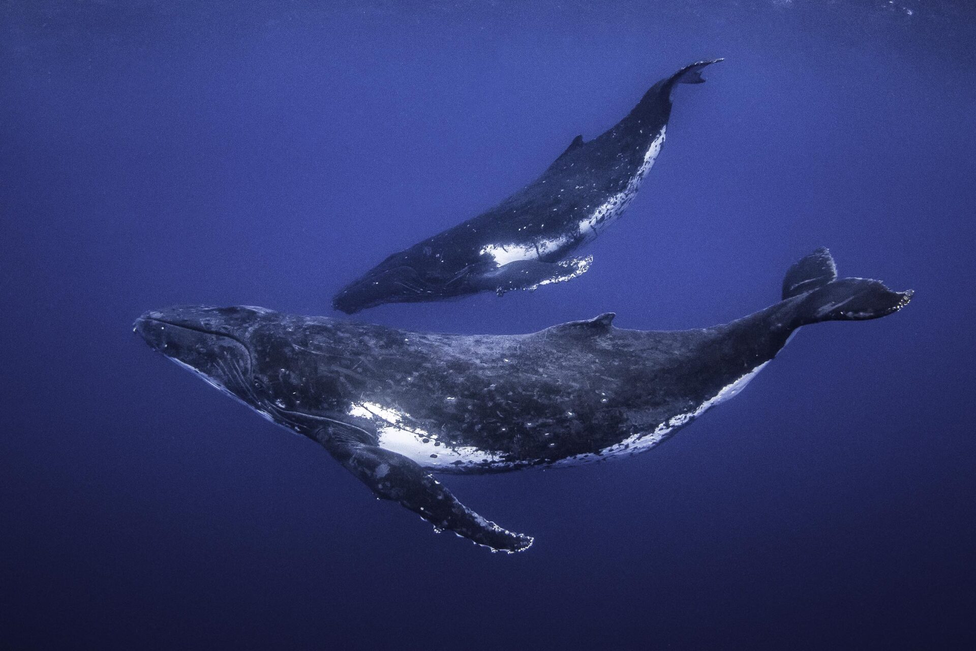 The largest whale graveyard on the planet hides a valuable secret