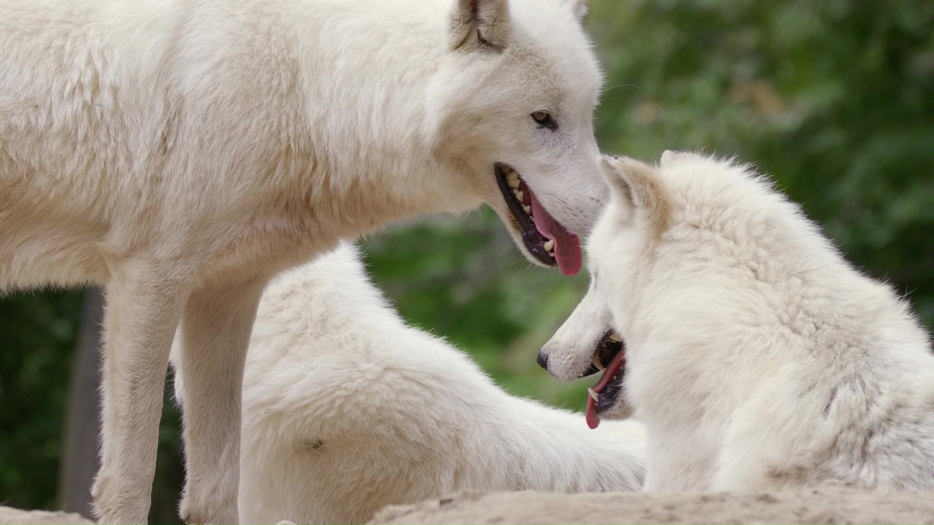 A rare Arctic wolf pack moment was caught on camera