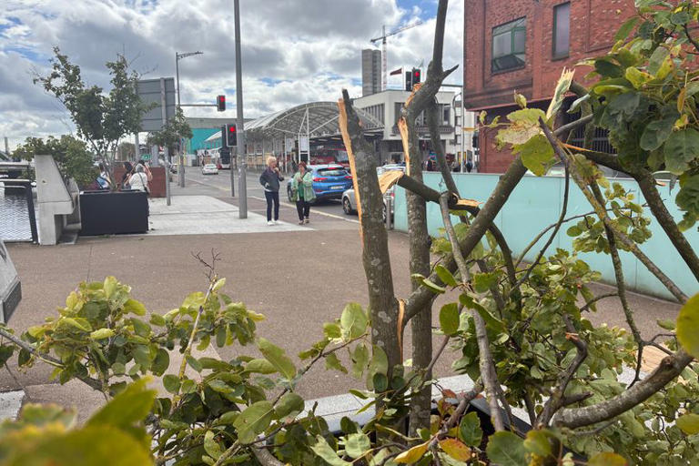 Arrest after newly planted trees ripped up in Cork city centre