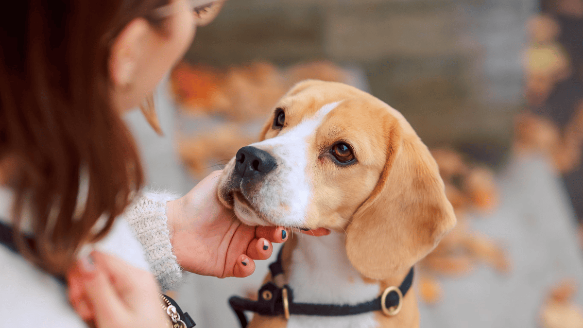 7 expert tips for calming an aggressive dog when guests arrive