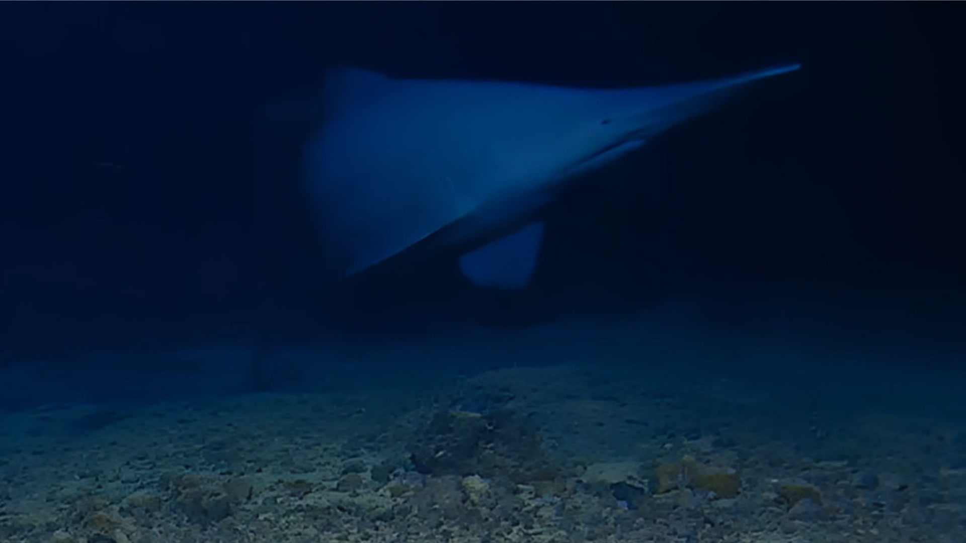 'Ugliest shark on the planet' filmed alive in deep sea for first time