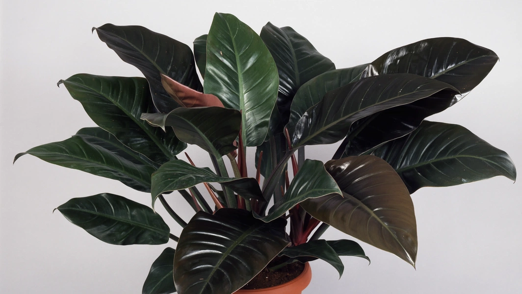 Philodendron care tips for thriving indoor jungles
