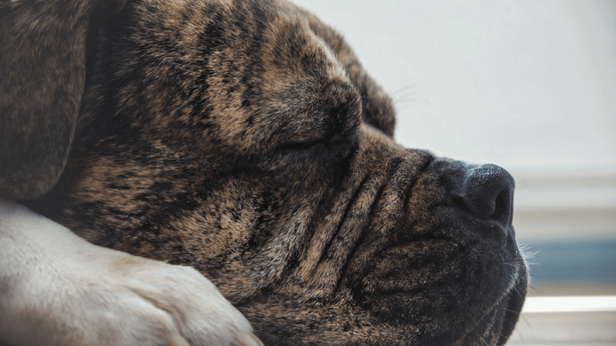 These 10 dog breeds would rather nap than do literally anything else