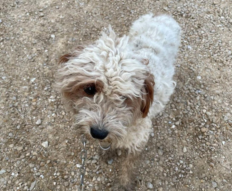 Deputies in Wisconsin searching for lost dog after it escaped from ...