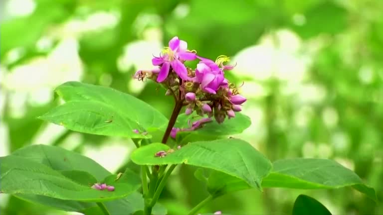 How AI and digital tools can change how we monitor plant extinction