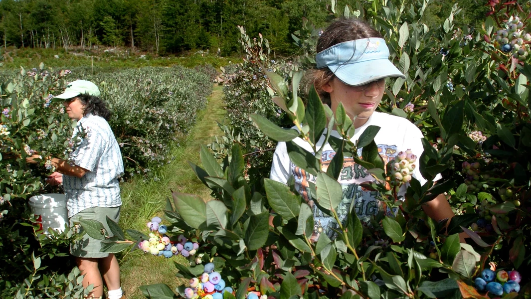 14 Michigan farms for seasonal U-pick adventures