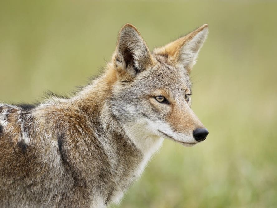 Coyote reportedly causes go-arounds at O'Hare