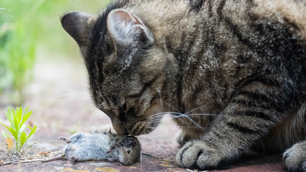 How cats form bonds with humans