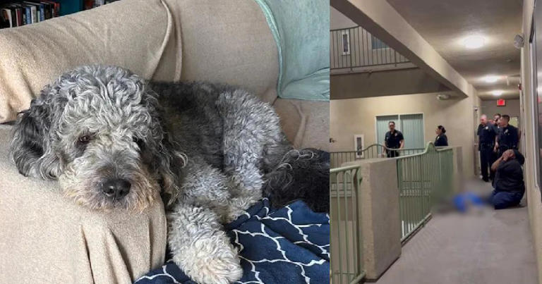 'Justice for Jameson:' Family dog killed by LAPD officers, community ...