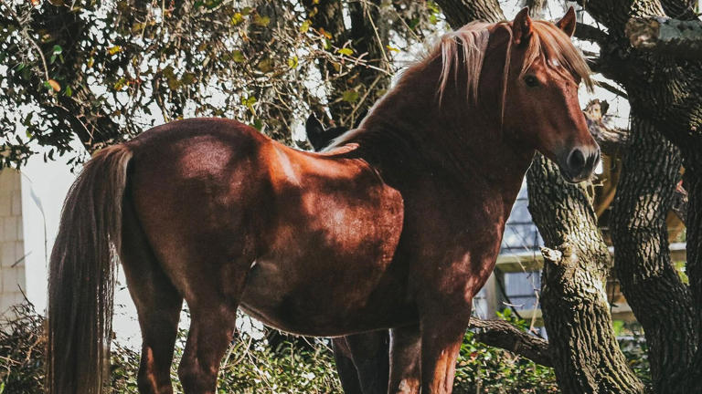 Corolla Wild Horse Fund mourns death of stallion Surfer