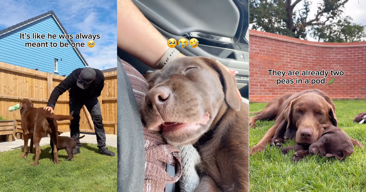 Big Dog Takes One Look at Puppy & Decides He Is His Baby Like It Was ...