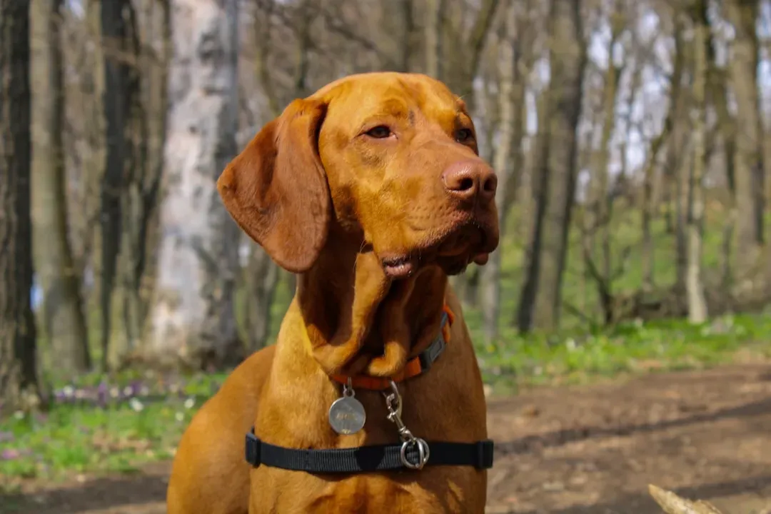 9 dog breeds that bond with one person so deeply it frightens everyone ...