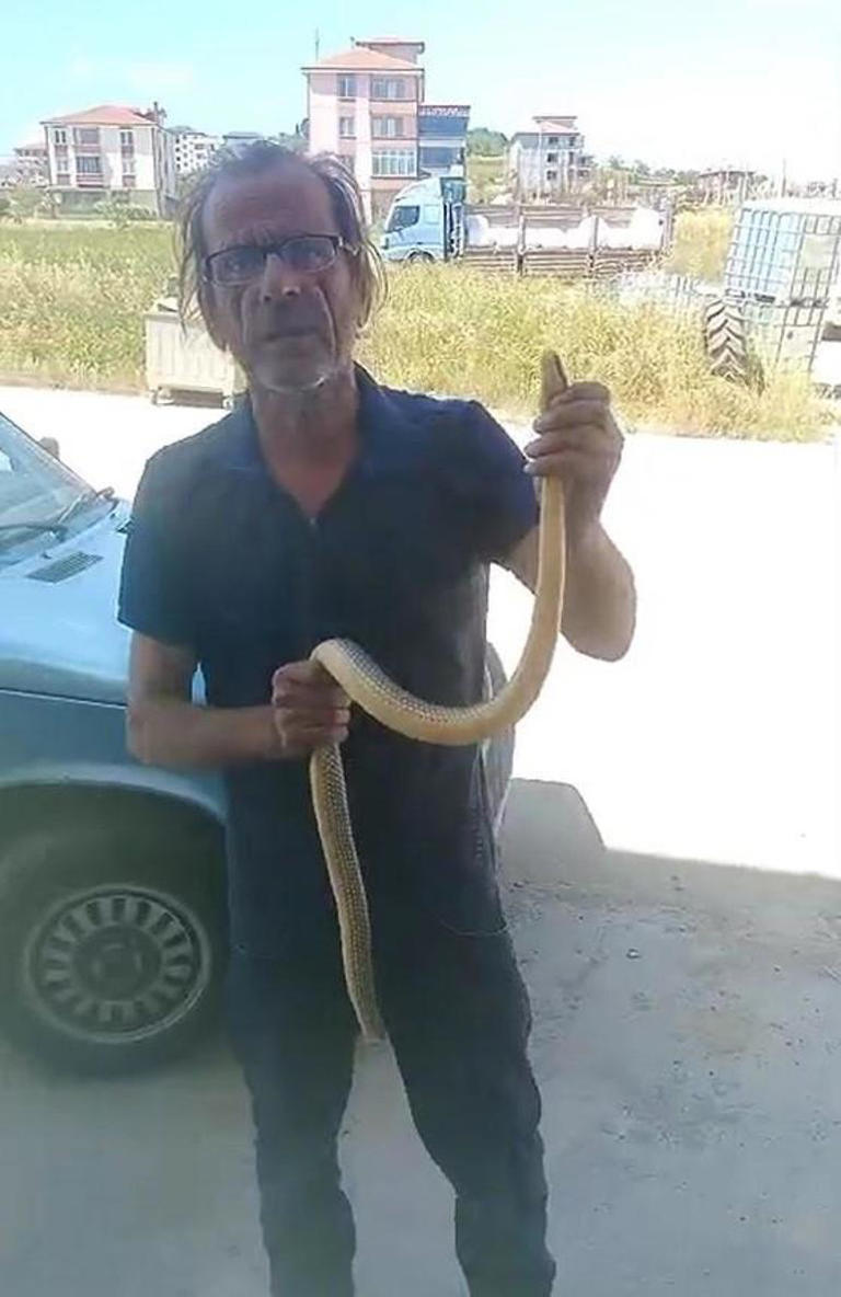 Sakarya’da yılan görünce tek bir isim akıllara geliyor! Çıplak ...