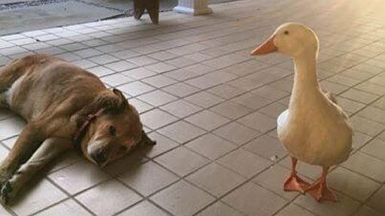 Friendly duck appears out of nowhere to cheer up a heartbroken dog