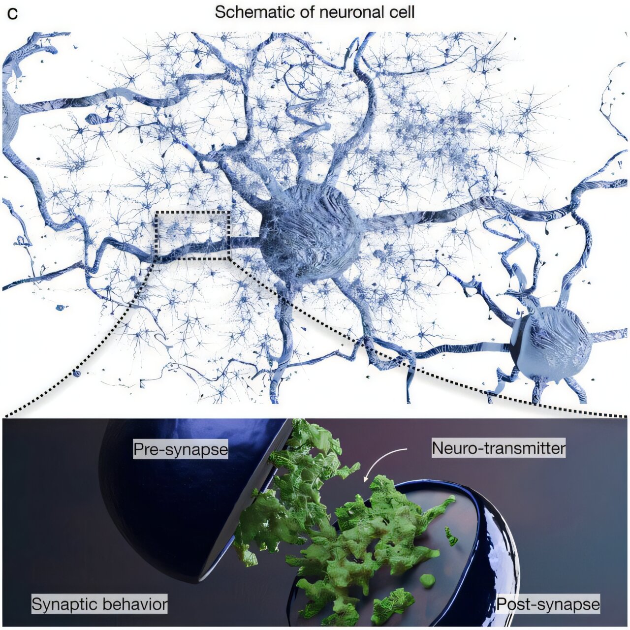 Engineered van der Waals crystal mimics neuronal cells with light ...