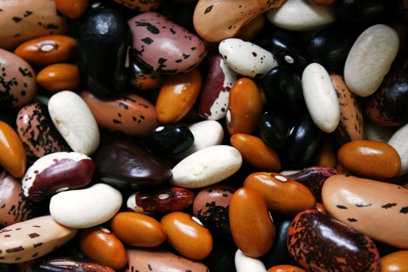 Beans, lentils, and tofu may reduce high blood pressure risk