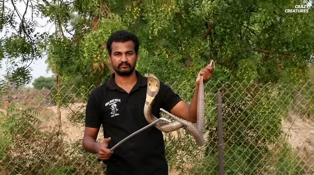 He almost got bitten saving one of the deadliest snakes on Earth