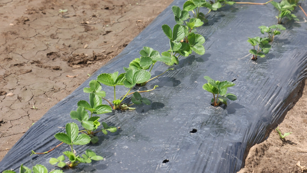 Strawberry growing tips for sweeter harvests