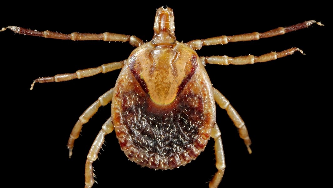 California confirms fourth-ever human case of Rickettsia lanei