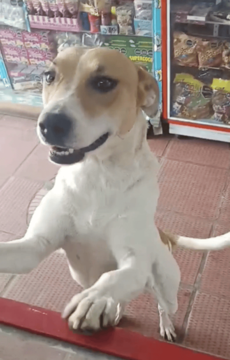 This stray dog returned to a store that fed him, but this time he ...