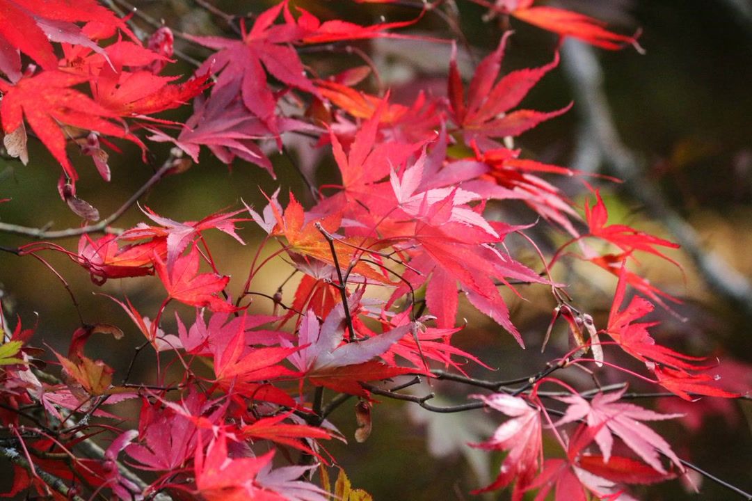 Pine straw tip helps Japanese maples thrive