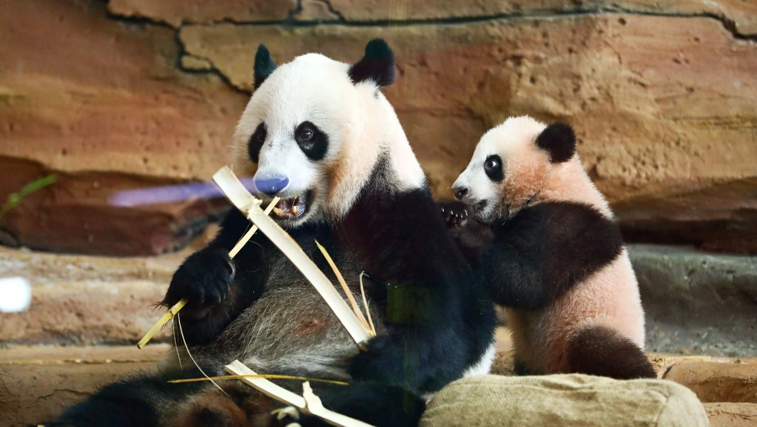 Reasons animal mothers leave their young