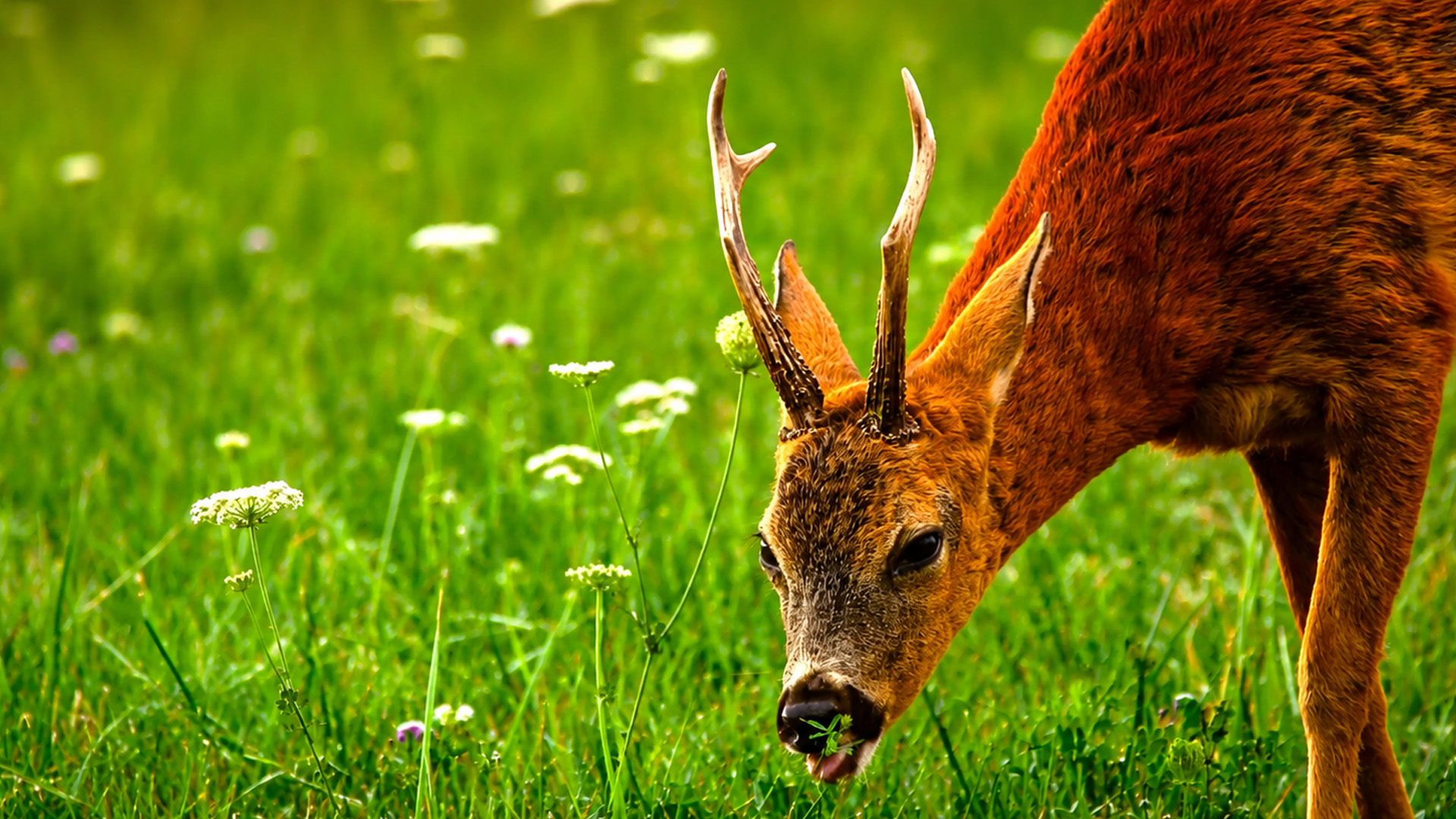 What this camera recorded in the heart of the meadow