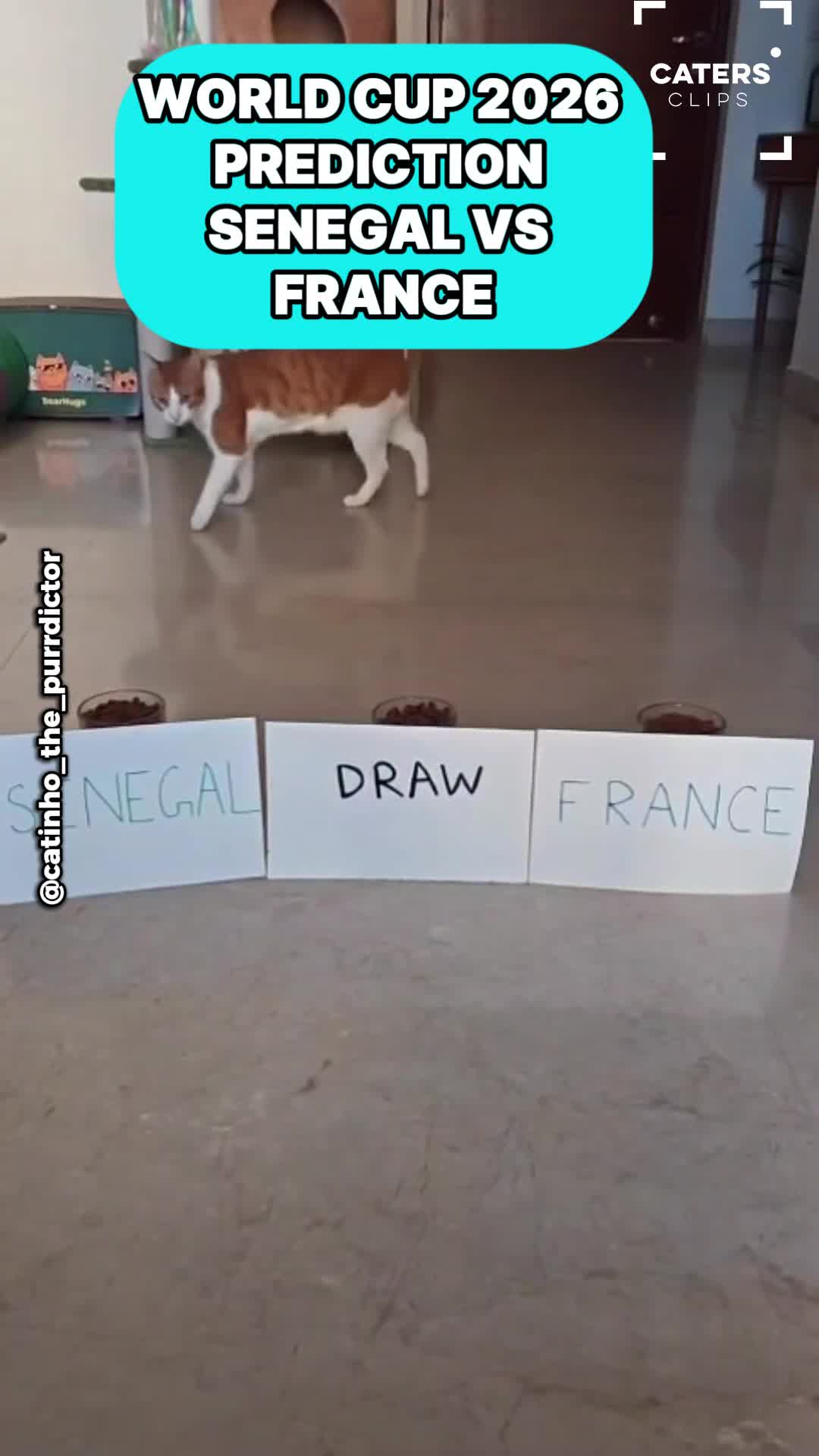 Cat predictor makes its choice ahead of France vs. Senegal